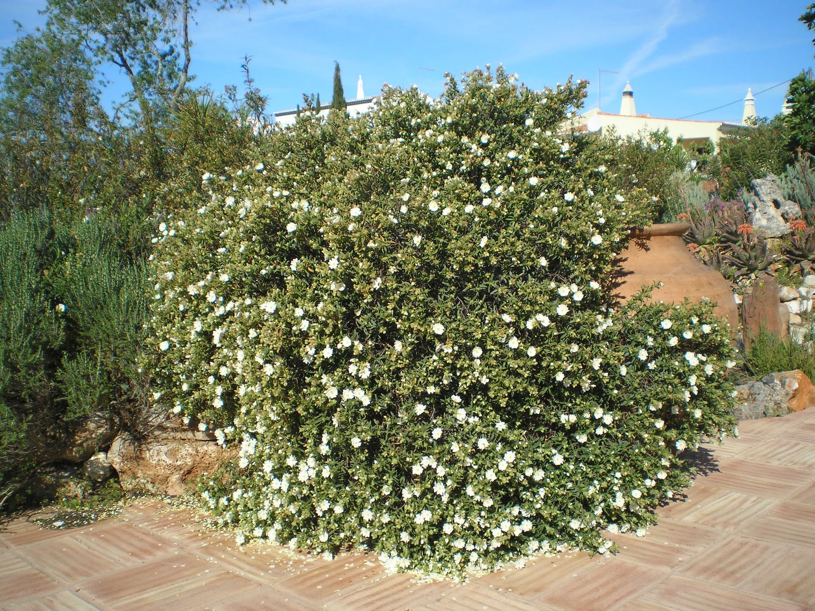 Pedras, Plantas e Companhia: Dica: esteva, esteva nossa