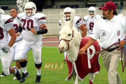 BURROS BLANCOS IPN: 150 jugadores entrenando con los Burros Blancos