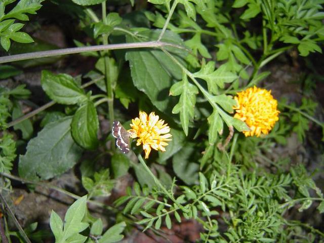 DRAYGOURN + EVERYTHING: FR : Bungaan Jalanan dan Rumahan