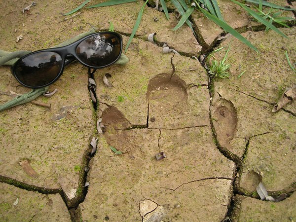 TAPIRS: The Tapir Preservation Fund (TPF): Feb 5, 2005: Tapir and ...