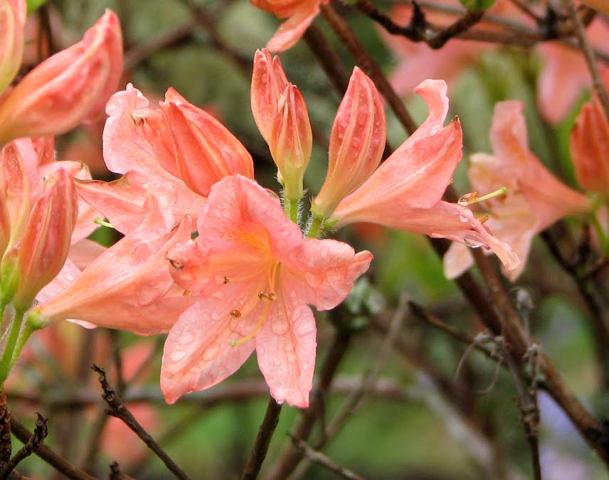 Astoria, Oregon, Daily Photo: Salmon-colored Azaleas in the Rain