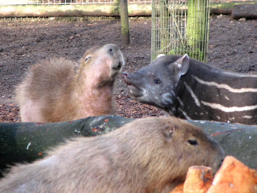 TAPIRS: The Tapir Preservation Fund (TPF): Ronnie Tapir and the Capybara