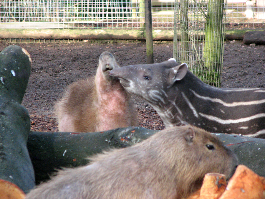 TAPIRS: The Tapir Preservation Fund (TPF): Ronnie Tapir and the Capybara