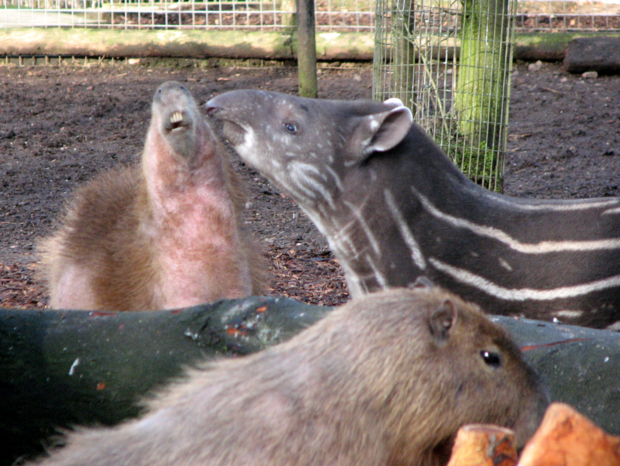 TAPIRS: The Tapir Preservation Fund (TPF): Ronnie Tapir and the Capybara