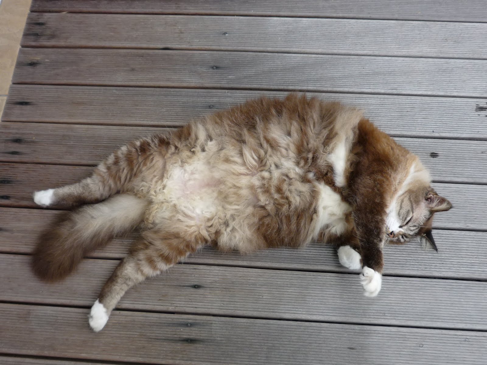 Sasha Bashir: The fattest cat I have ever seen