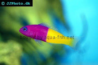 Lynspirations: FishVille - Fish Nest (Magenta DottyBack)