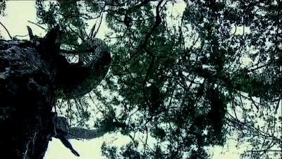 Manukau Film Festival 08