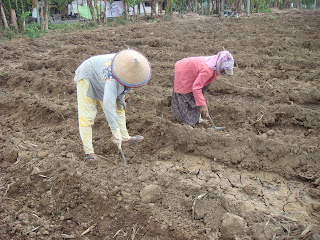 Sinder Kebun Tebu: PROSES TANAM TEBU