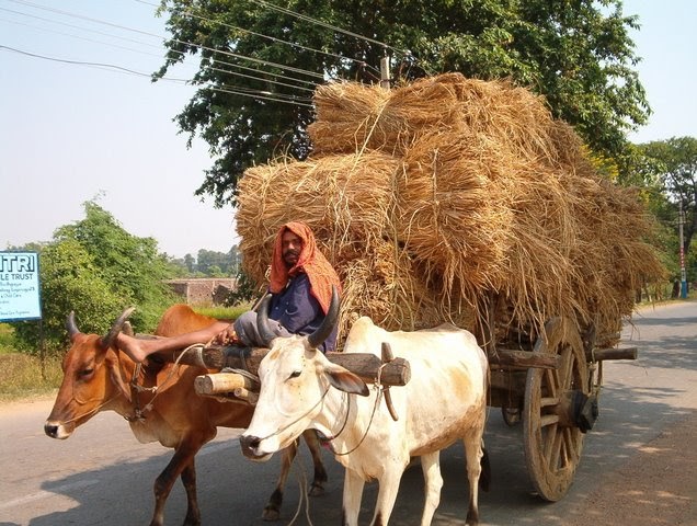 HISTORIA UNIVERSAL: vida rural