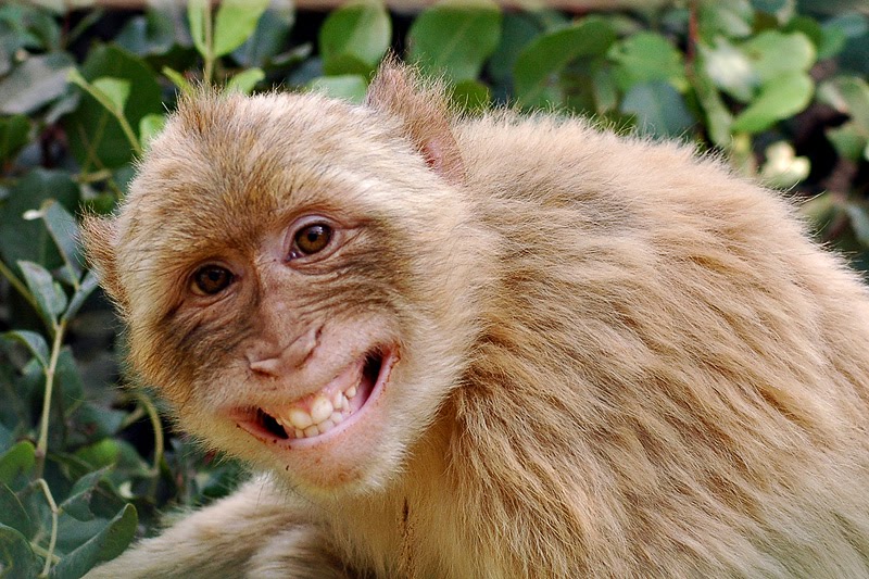Pics obsession: A Very Happy Monkey