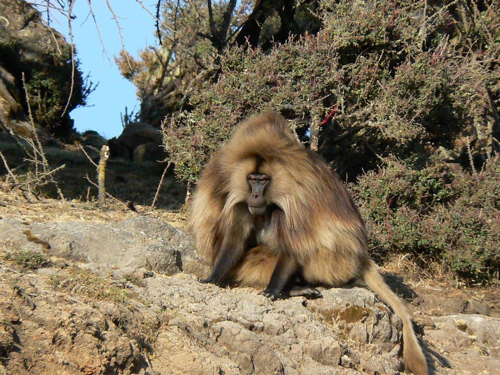 Jurnal Etiopian | Babuini si sampanie la peste 3000 metri. Ep 10