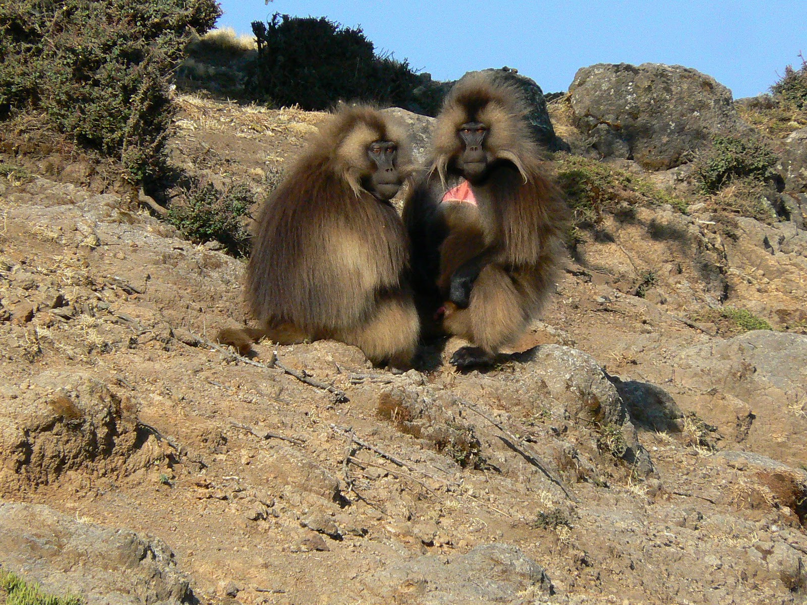 Jurnal Etiopian | Babuini si sampanie la peste 3000 metri. Ep 10