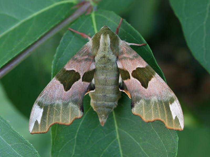 Lime Hawk Moth
