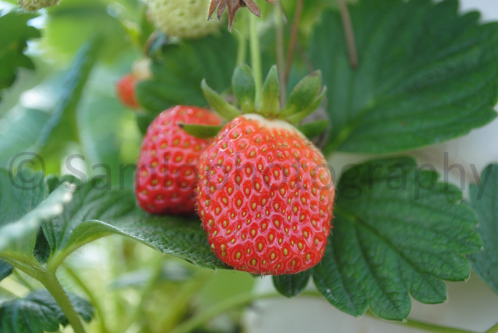 Gabbling Around Australia.: Rows Upon Rows Of Strawberries