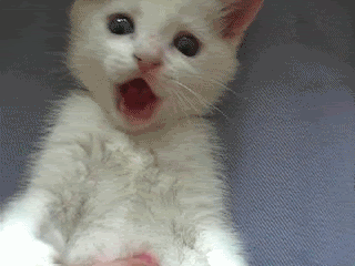 Coisas Incriveis: animais muito engraçados