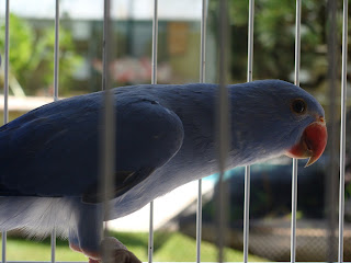 Ringneck São Paulo - "A Arte de Criar com Amor": Ringneck Violeta