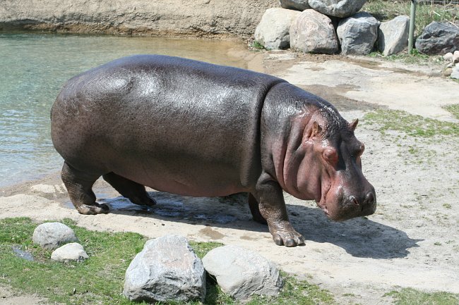 Hippo1 - zoo22