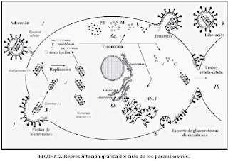 VIROLOGIA MEDICA: ciclo de replicacion del virus de las paperas