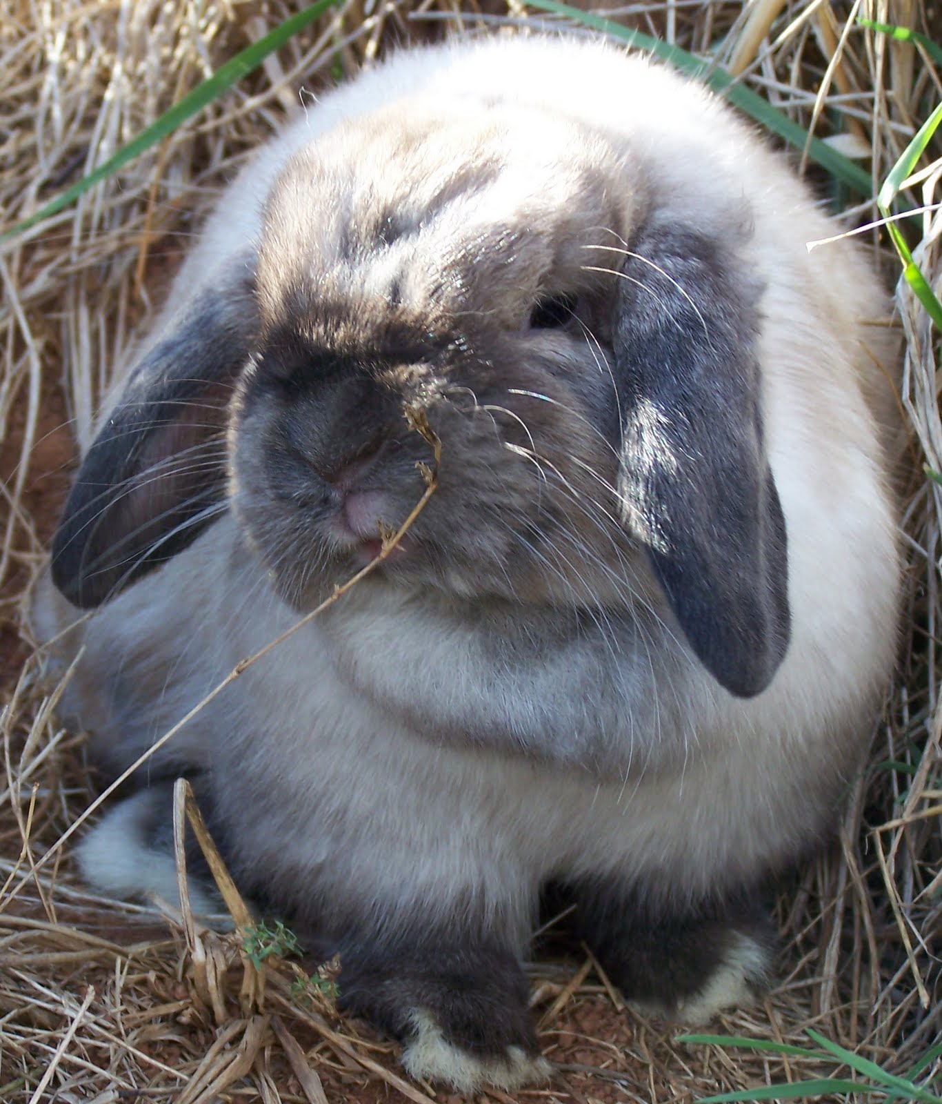 Frosted Pearl? | Rabbits Online Pet Rabbit & Bunny Forum