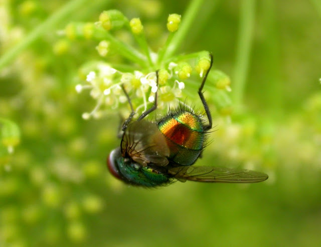 Facets and Fractals: A swirling zentangle and a beautiful fly