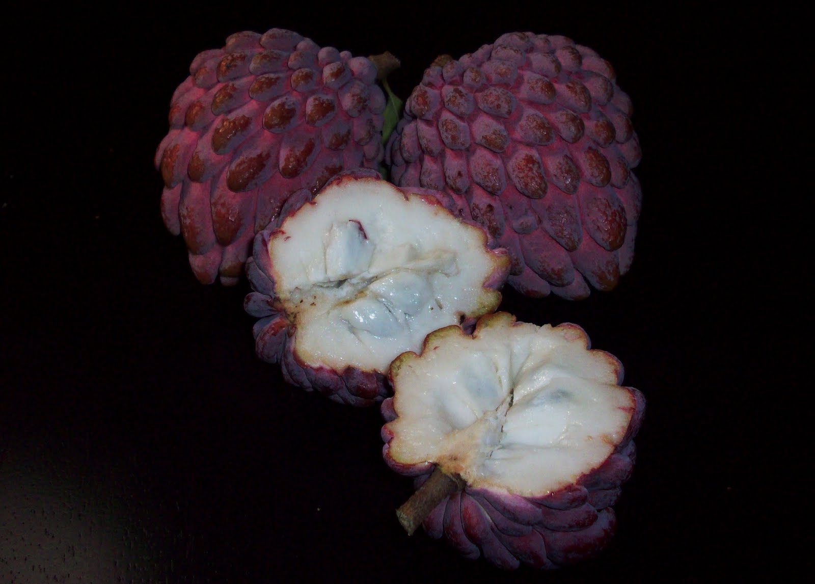 Sugar-apple - JungleKey.in Image