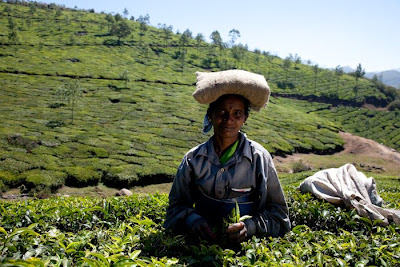Tadashi Tsuchida Photography: Munnar Hill Station, Kerala