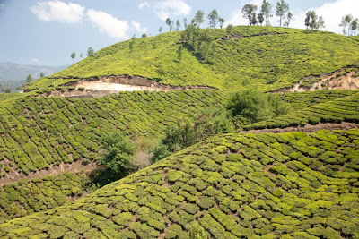 Tadashi Tsuchida Photography: Munnar Hill Station, Kerala