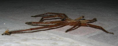 Esperance Blog: Hemicloea a likable spider