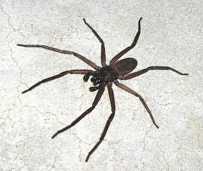 Esperance Blog: Hemicloea a likable spider