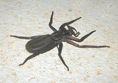 Esperance Blog: Hemicloea a likable spider