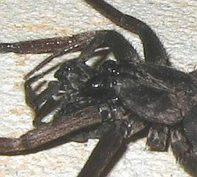 Esperance Blog: Hemicloea a likable spider