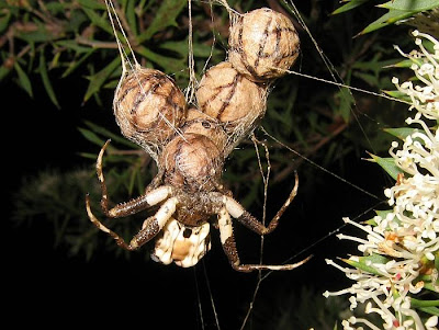 Esperance Blog: Bird-dropping Spider, Celaenia excavata