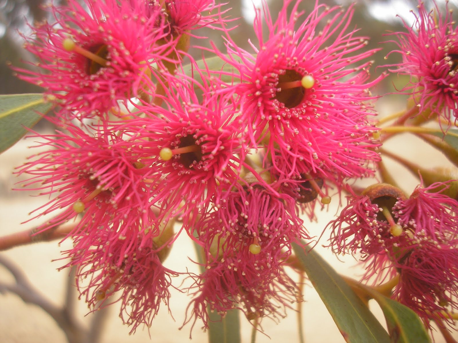 Whereiswitchwae?: Flowering gum trees