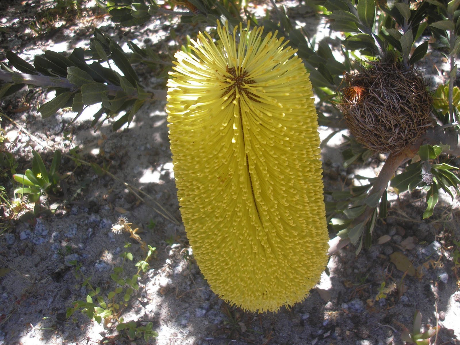Whereiswitchwae?: Wellstead homestead near Bremer Bay
