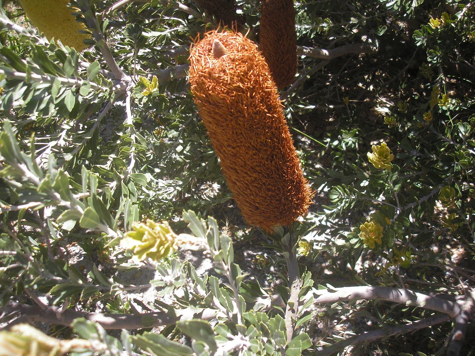 Whereiswitchwae?: Wellstead homestead near Bremer Bay