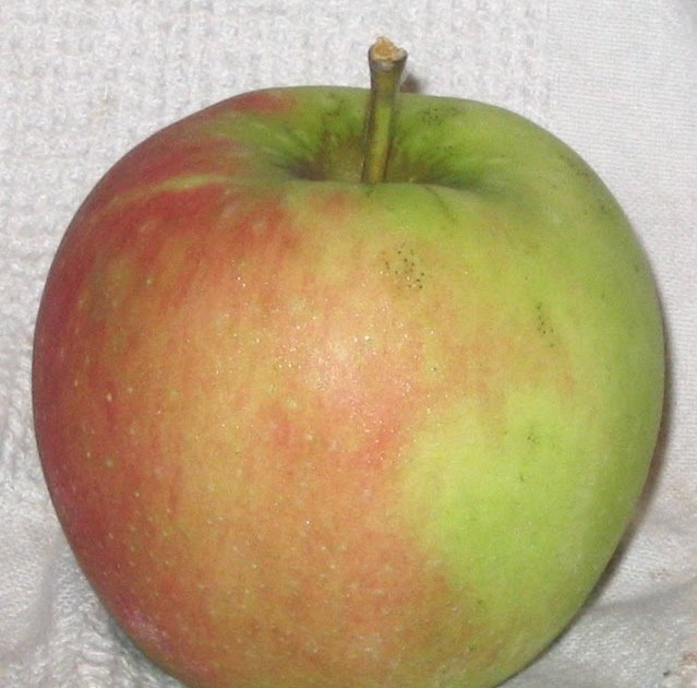 Swiss Gourmet (Arlet) * - Adam's Apples