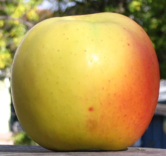 This Week: Blushing Golden - Adam's Apples