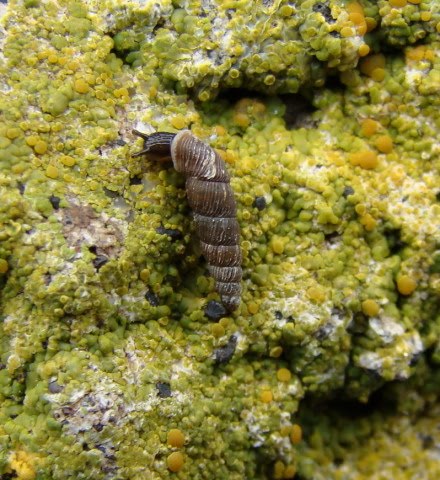 Natureza-em-movimento: 31/mar/2010