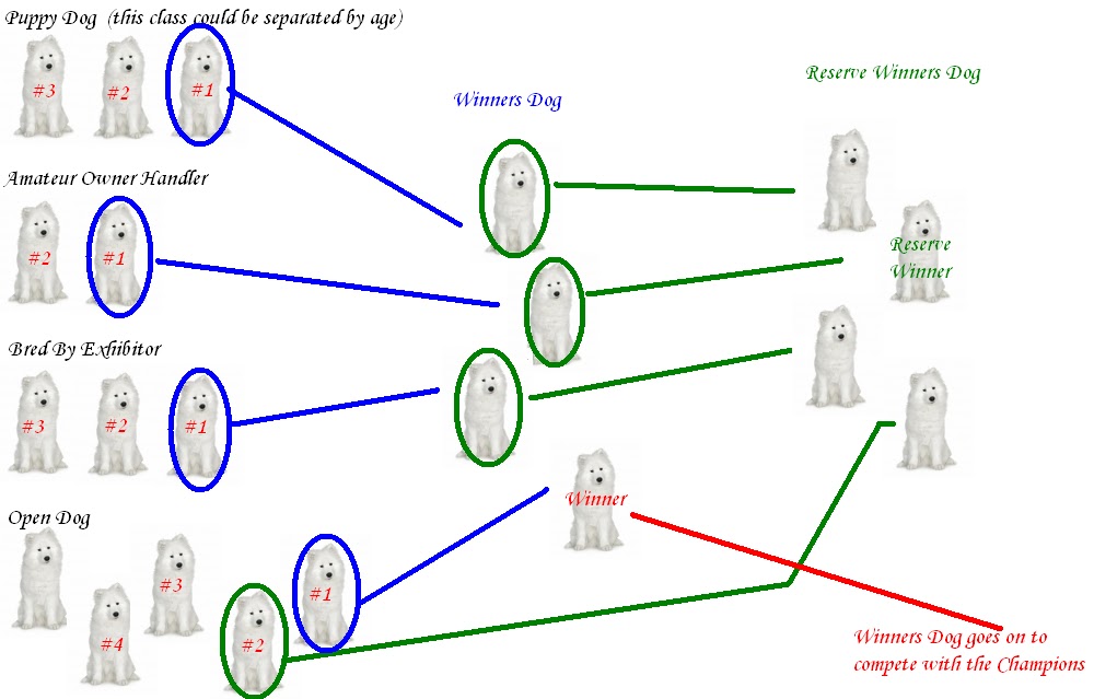 Photo 51 Samoyeds: How a Conformation Dog Show Works