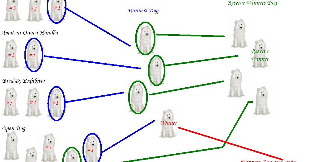 Photo 51 Samoyeds: How a Conformation Dog Show Works