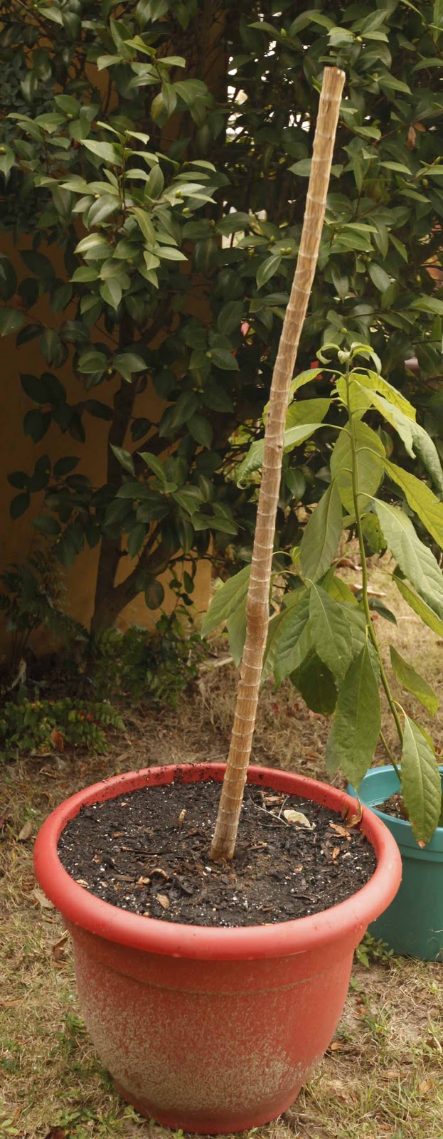 Tales from the Garden: Corn Plant (Dracaena) - Trimming