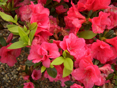 ESL Integrated 100 - Spring 2010: Book groop - Red Azalea