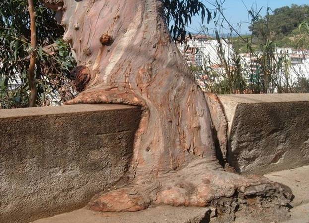 MarkDMcKinney.com Blog: Weird Trees!