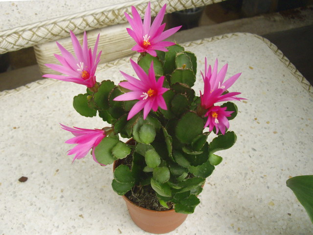 Naturaleza espinosa: Rhipsalidopsis gaertneri