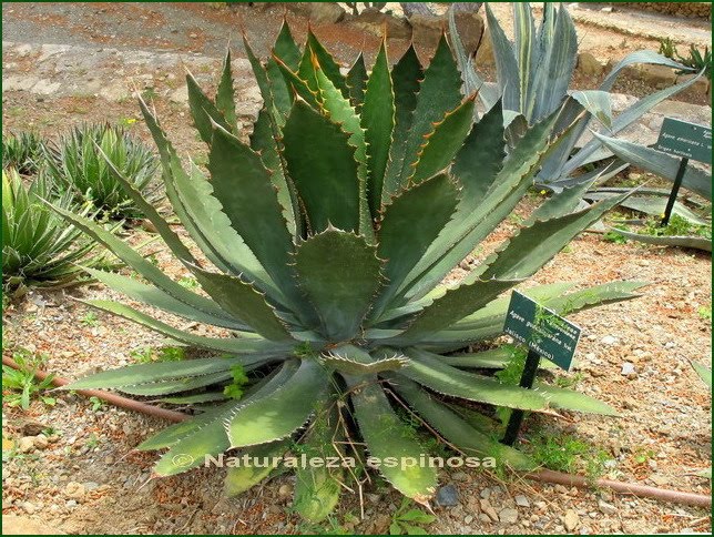 Naturaleza espinosa: Agave guadalajarana