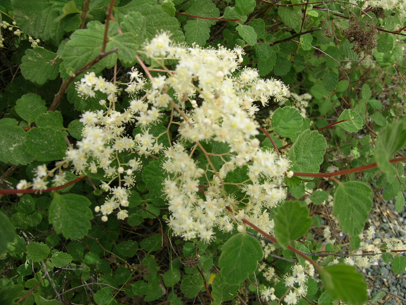 Berkeley Butterfly Blog: Holodiscus discolor--Cream Bush--Ocean Spray