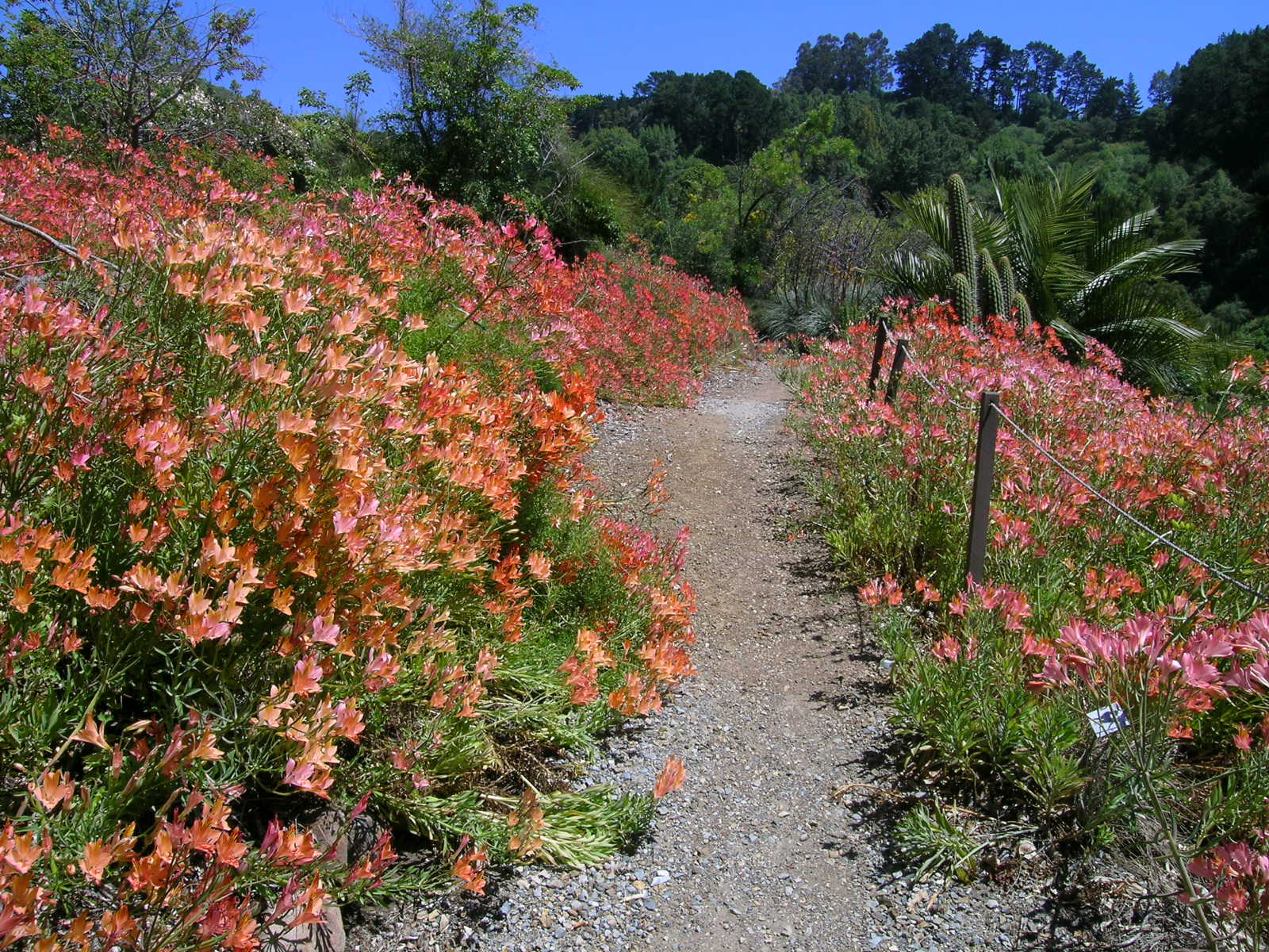Berkeley Butterfly Blog: Alstroemeria--Peruvian Lily