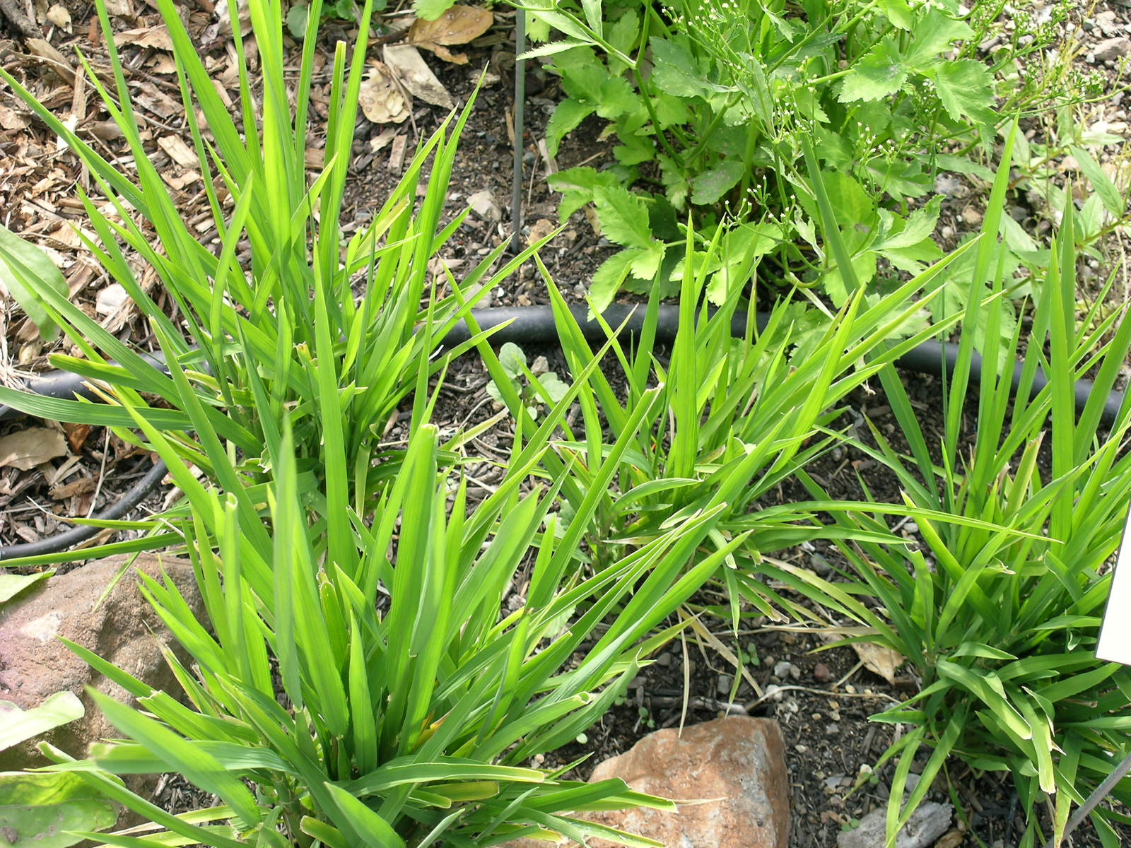 Berkeley Butterfly Blog: Oryza sativa--Rice--Poaceae