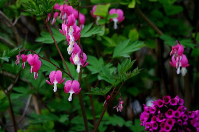 Life Is Not a Bed of Roses: Bleeding Hearts