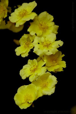Life Is Not a Bed of Roses: Rosa Ecae Golden Chersonese